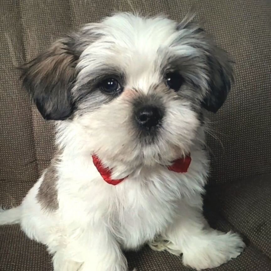 Собаки щенки