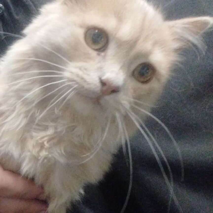 Взрослый кот в добрые руки