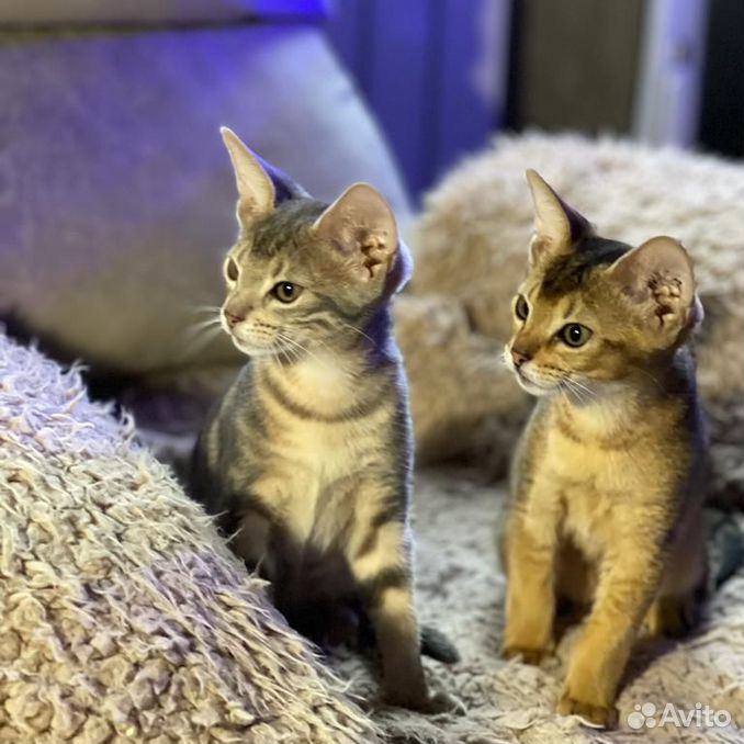 Абиссинец нестандартный окрас