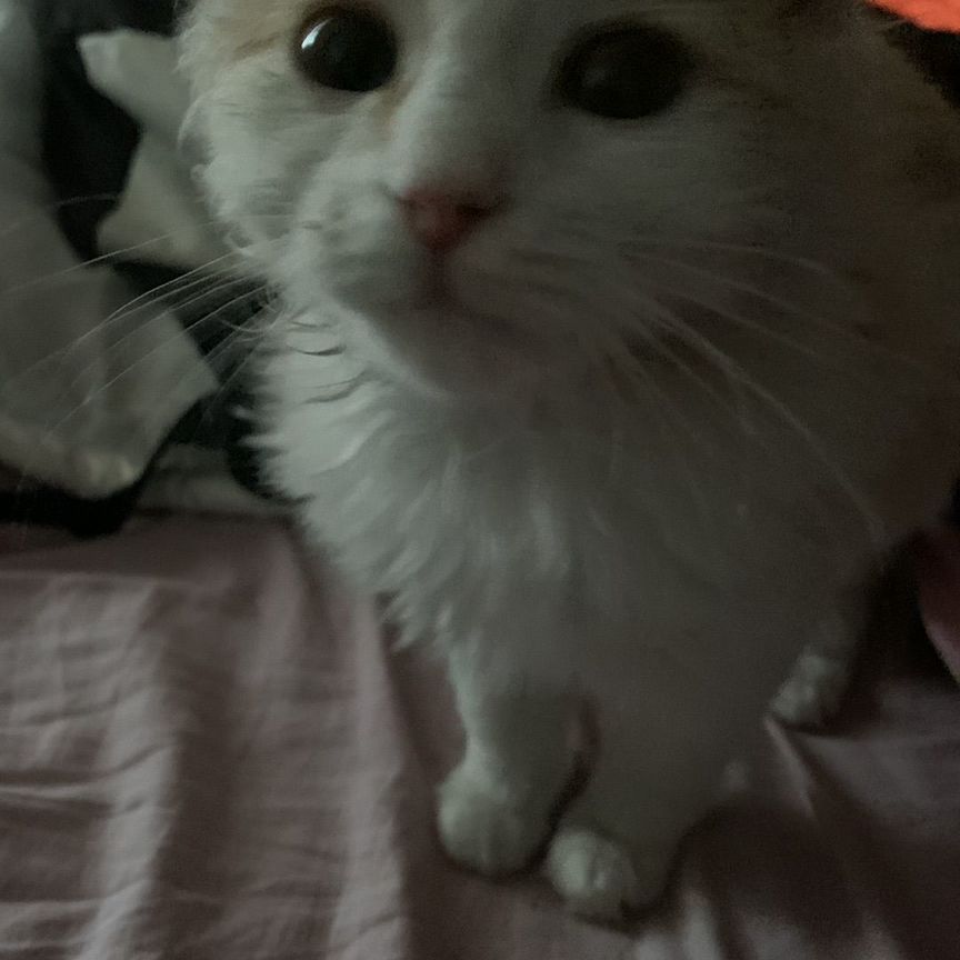 Котенок мальчик