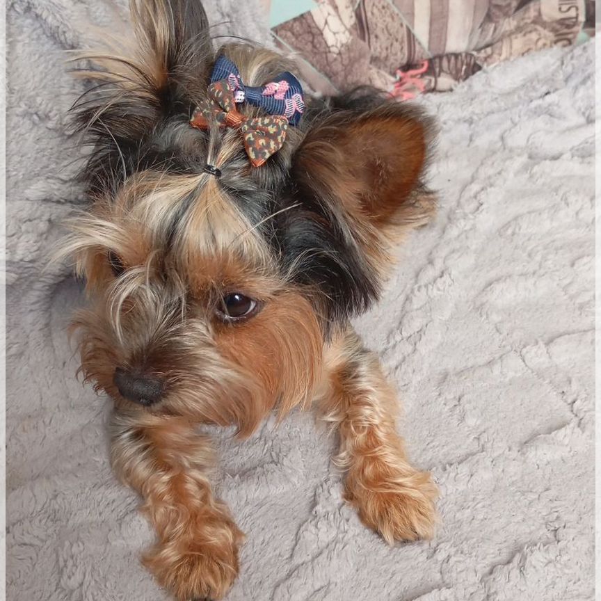 Йоркширский терьер, взрослый пёс