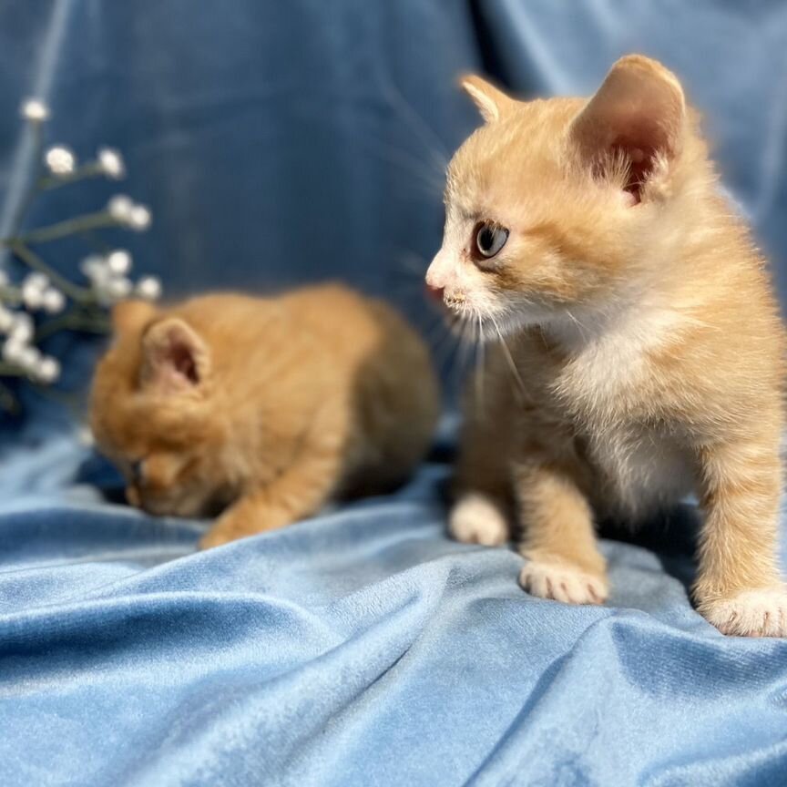 Котята в добрые руки бесплатно мальчик