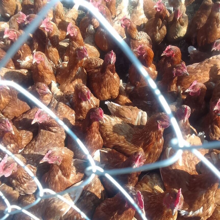 Куры несушки Ломан браун