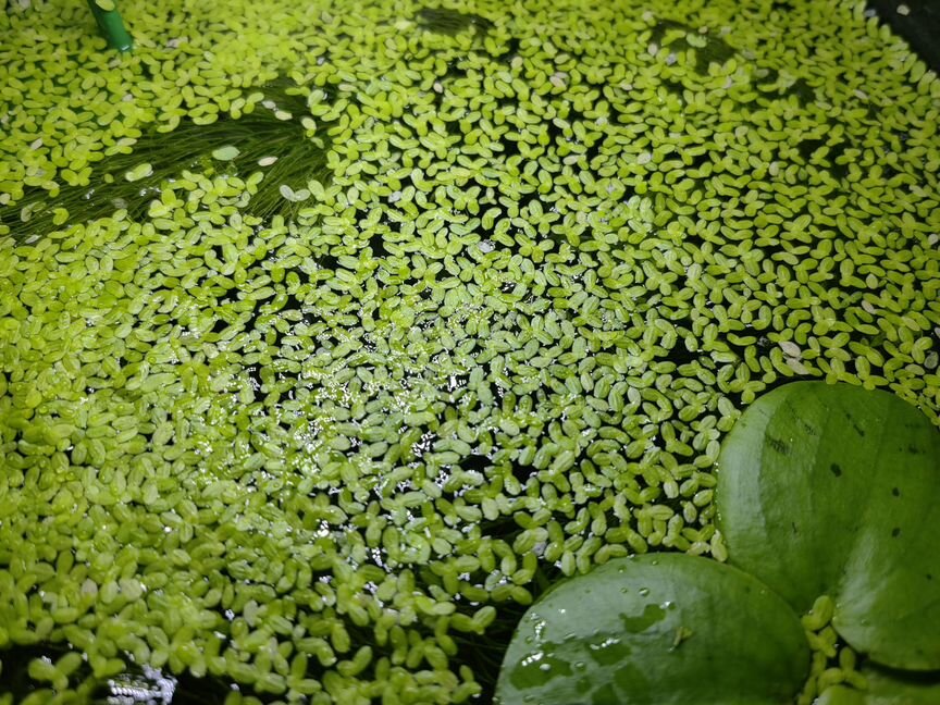 Ряска аквариумная