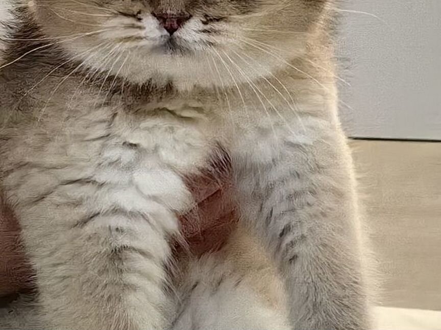 Золотистая шиншилла