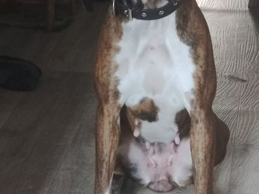 Девочка боксер