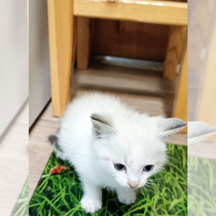 Отдадим котенка мальчика в хорошие руки