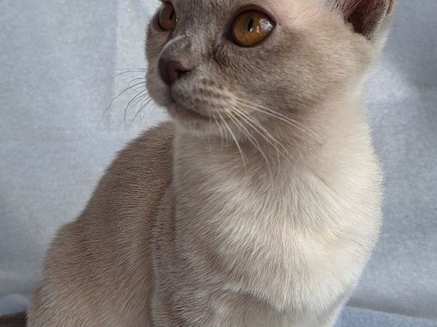 Бурманская лиловая девочка