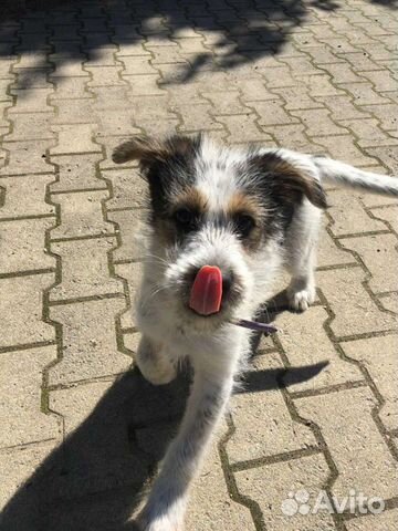 Щенок 4 мес дев