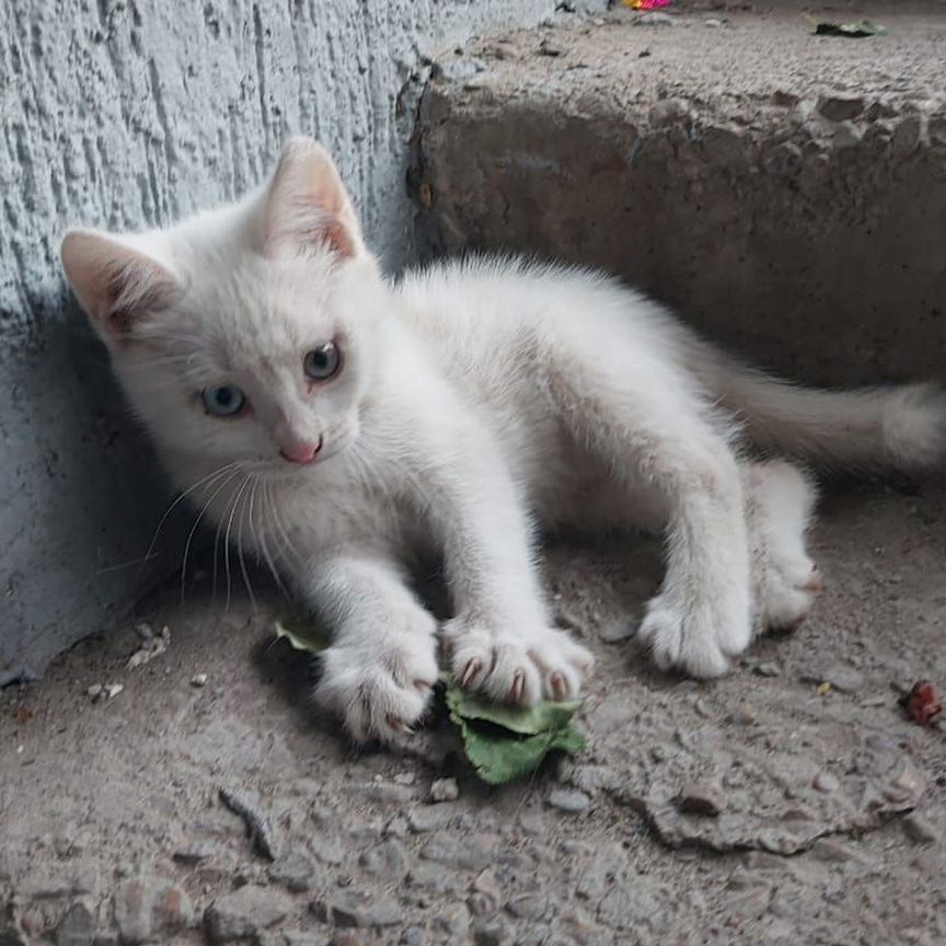 Котята в добрые руки бесплатно