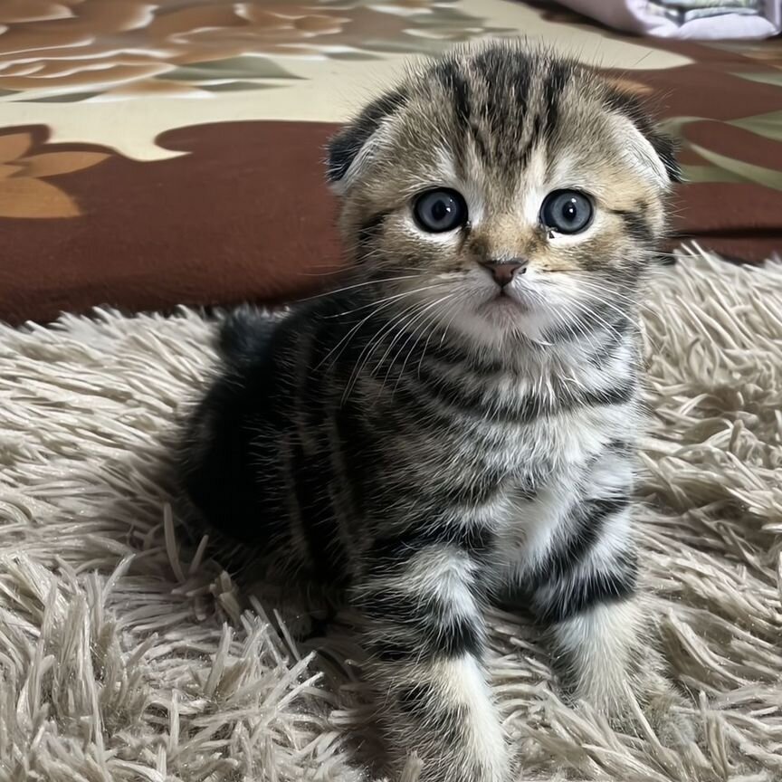 Шотландский вислоухий длинношёрстный котёнок