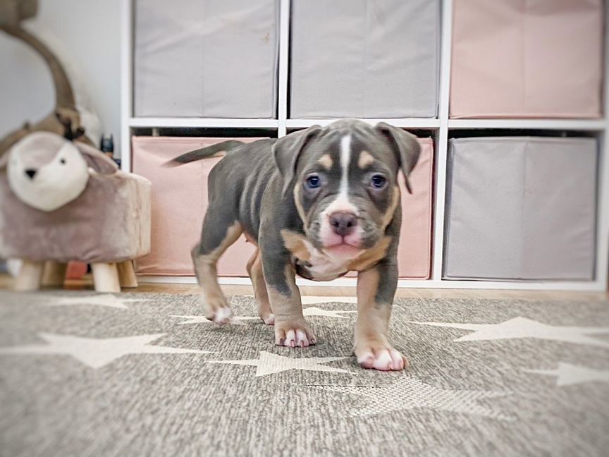 Американский булли щенок