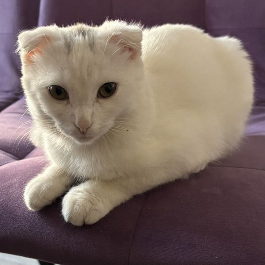 Белая вислоухая кошечка