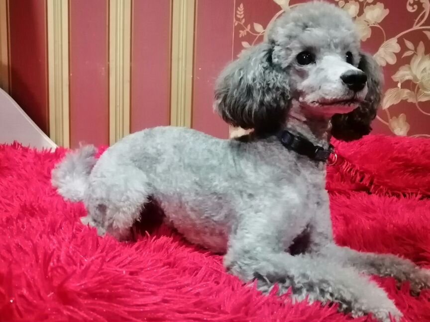 Вязка пудель карликовый мальчик