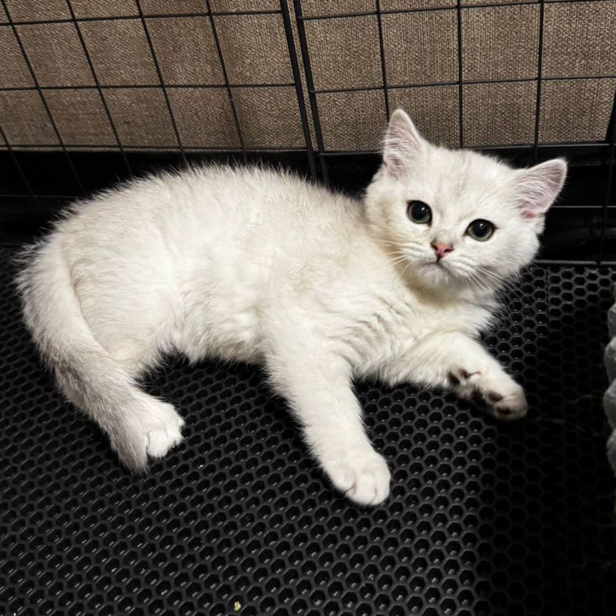 Британский длинношёрстный котёнок