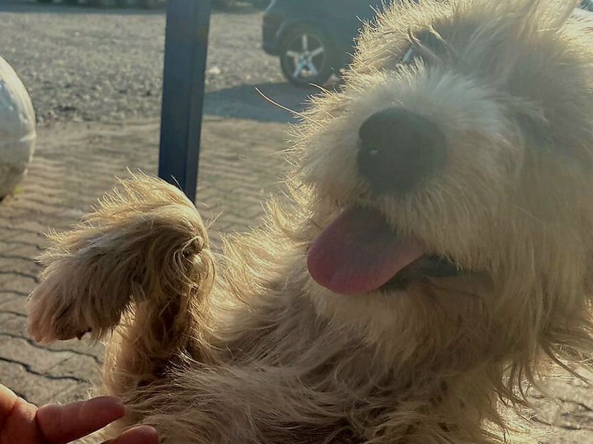 В добрые руки малышка Олли