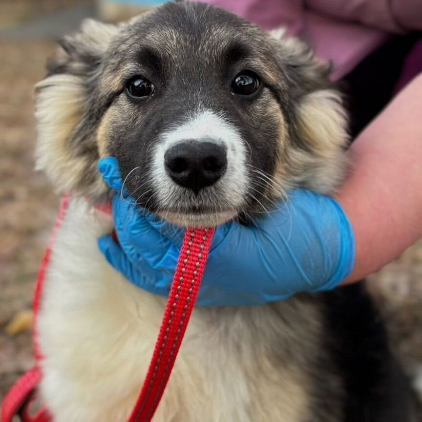 Щенок собака в добрые руки стерилизованная