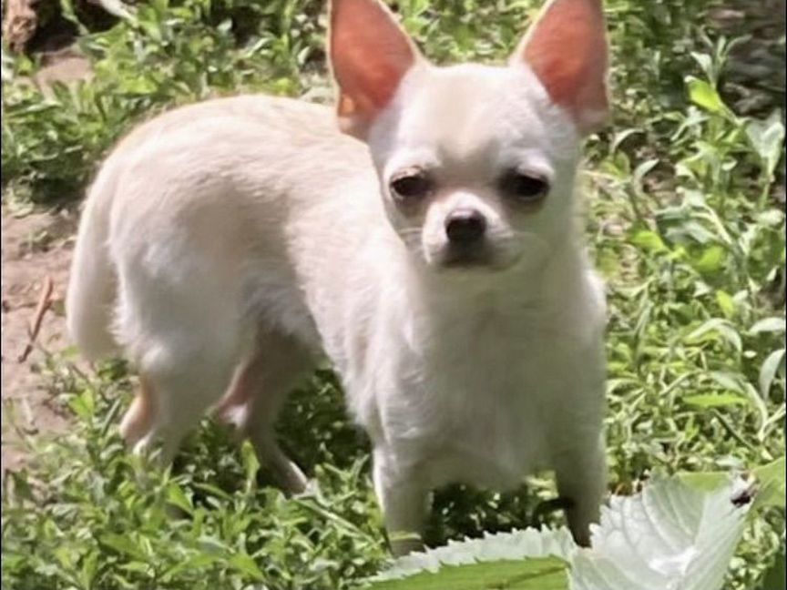 Идеальная Девочка -подросток