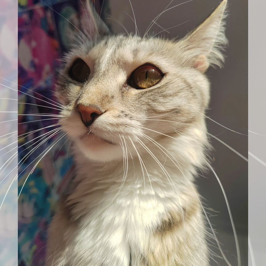 Кошечка требует любви