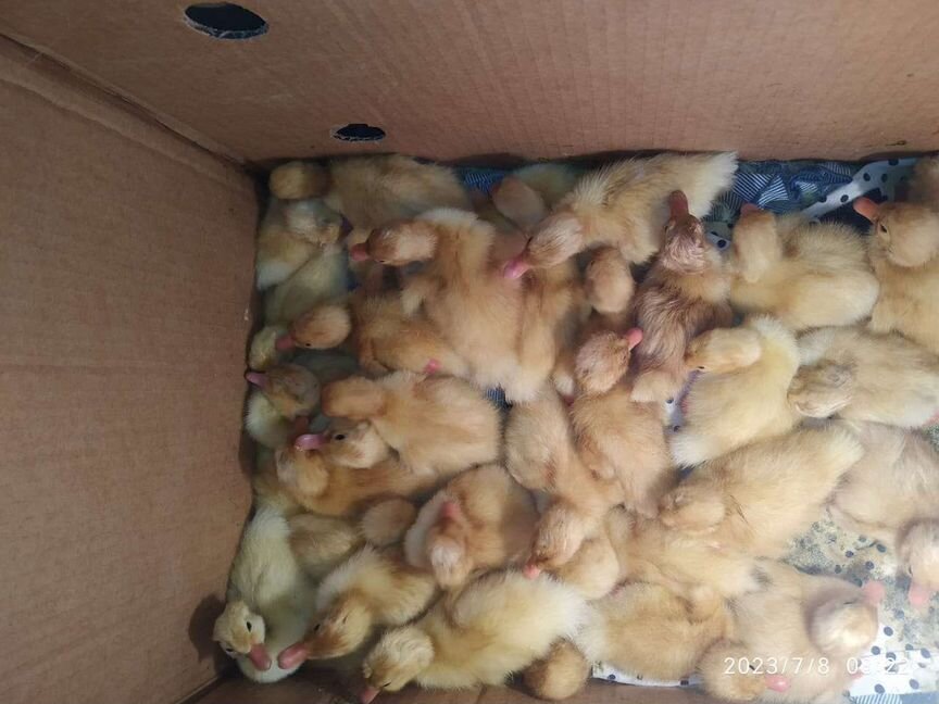 Утята стар 53