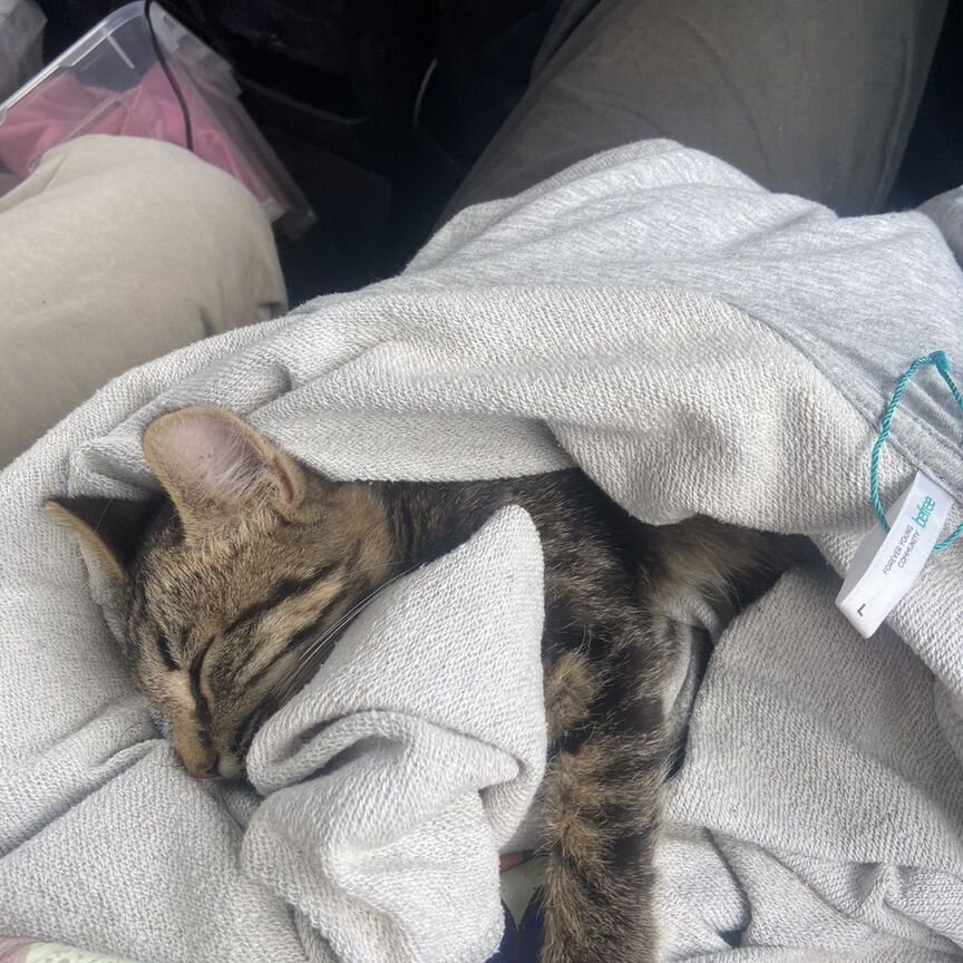 Котята в добрые руки в загародный дом