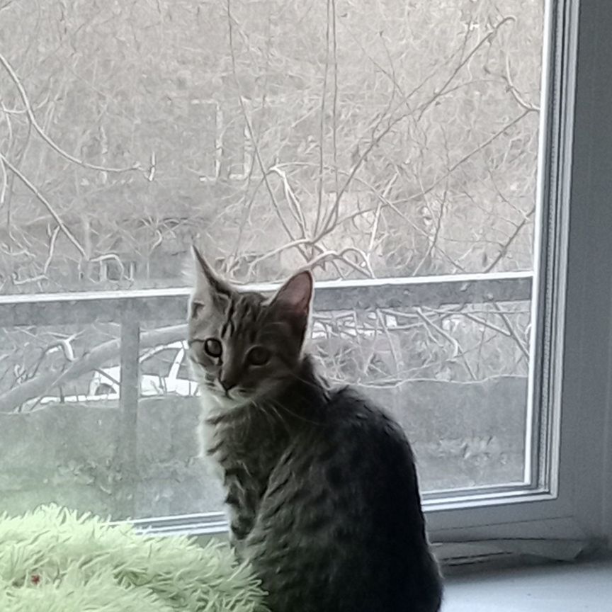 Котёнок остался без мамы