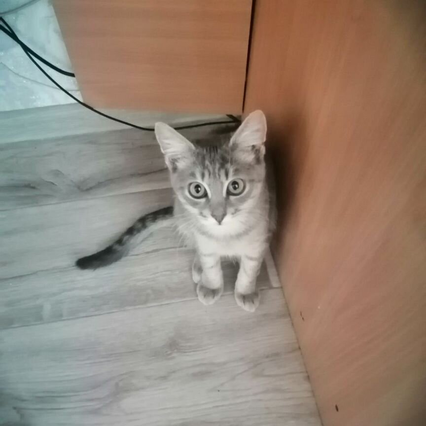 Отдам котика в добрые и ответственные руки
