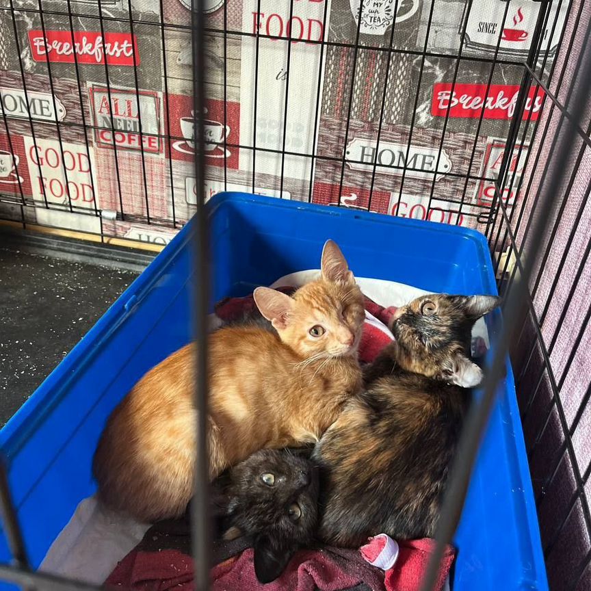 Особенные котята ищут дом