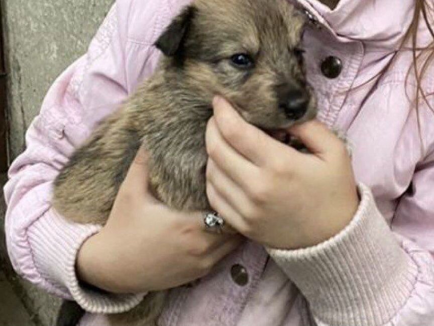 Малыши ищут дом