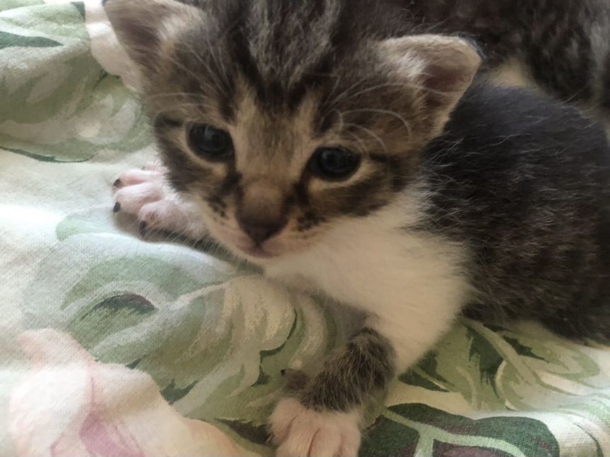 Котята Волшебные