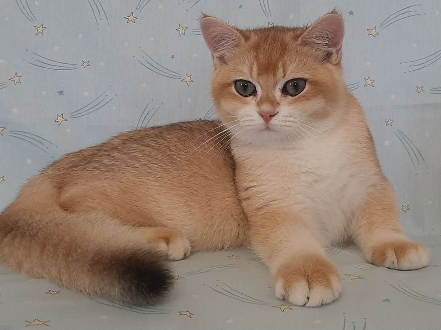 Котик золотой британский ny 12