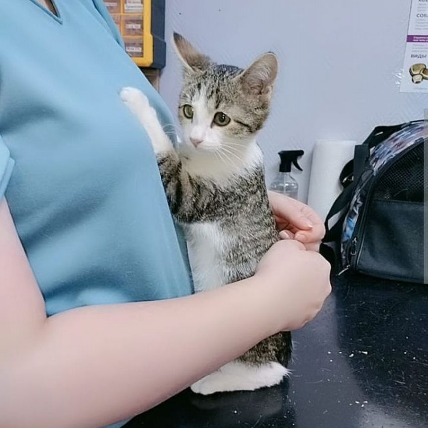 Мишка в семью