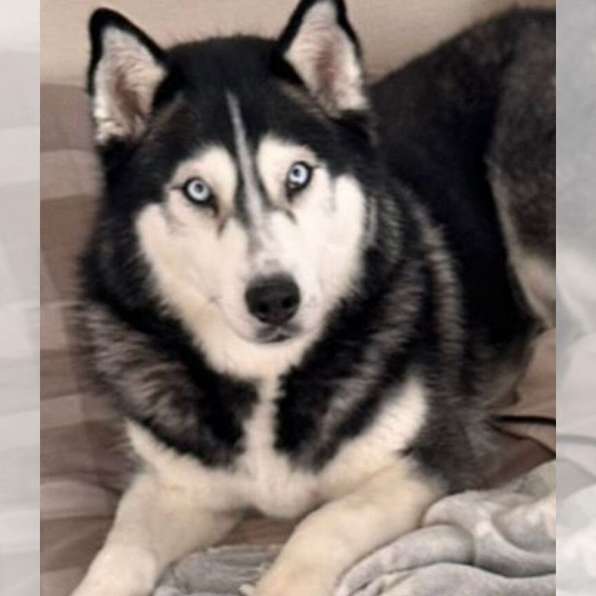 Хаски, девочка