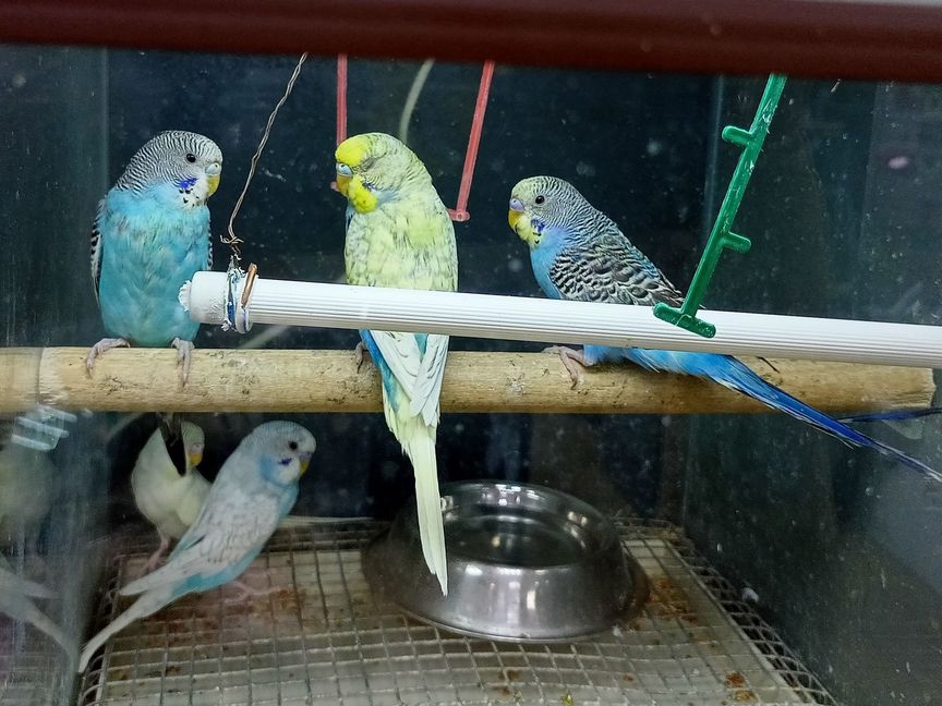 Попугаи волнистые