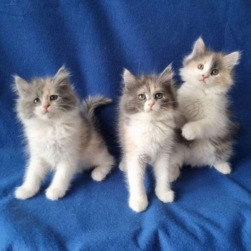 Сибирский котёнок