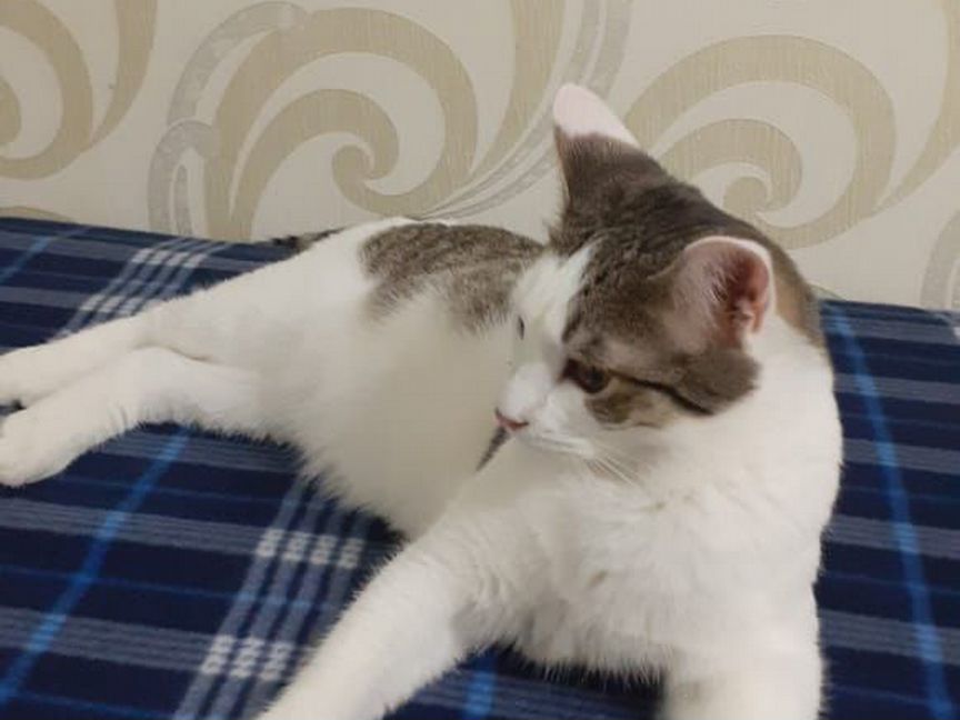 Котёнок Лаврик
