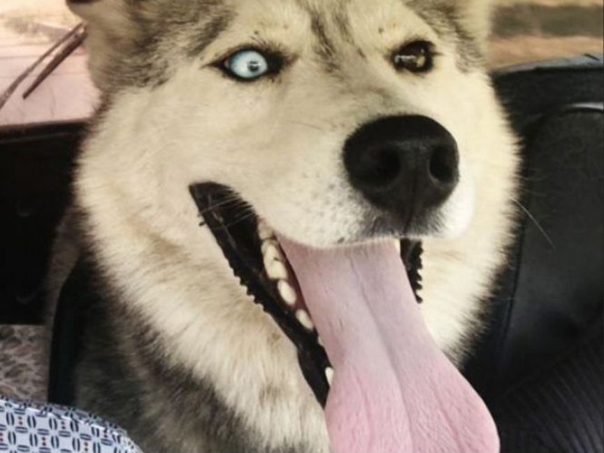 Сибирский хаски в добрые руки бесплатно