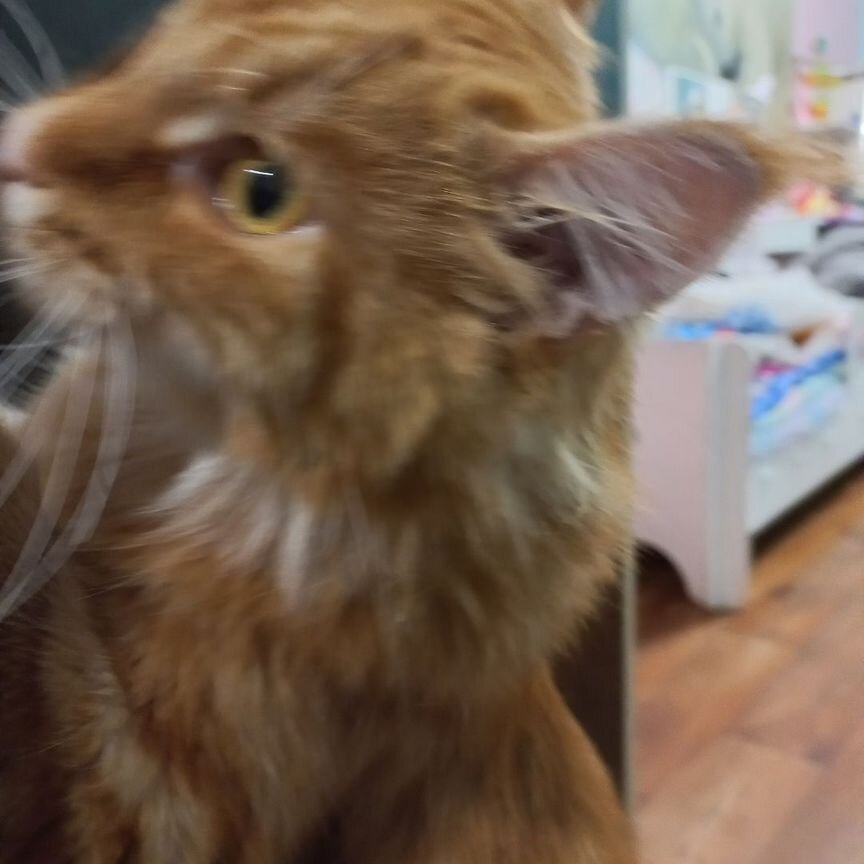 Кошка мейкун
