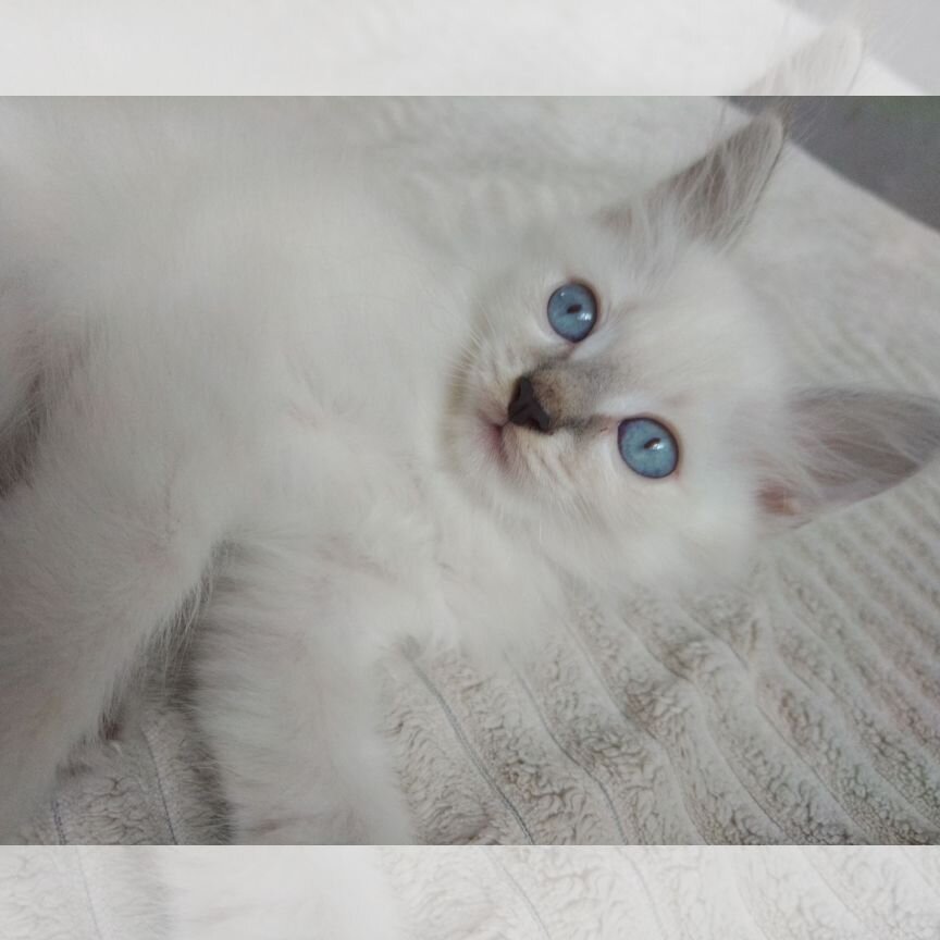Невские маскарадные котята
