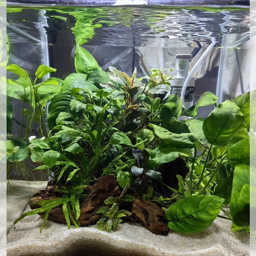 Аквариумные композиции