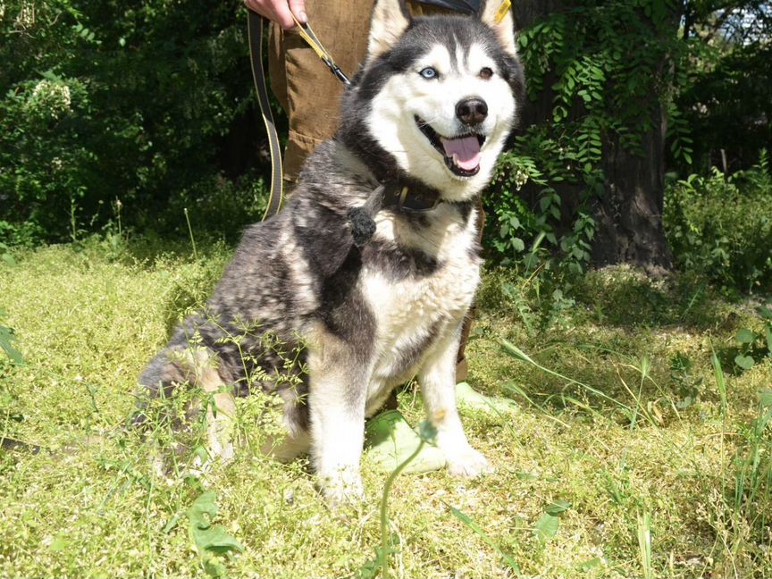 Хаски спокойная бесплатно