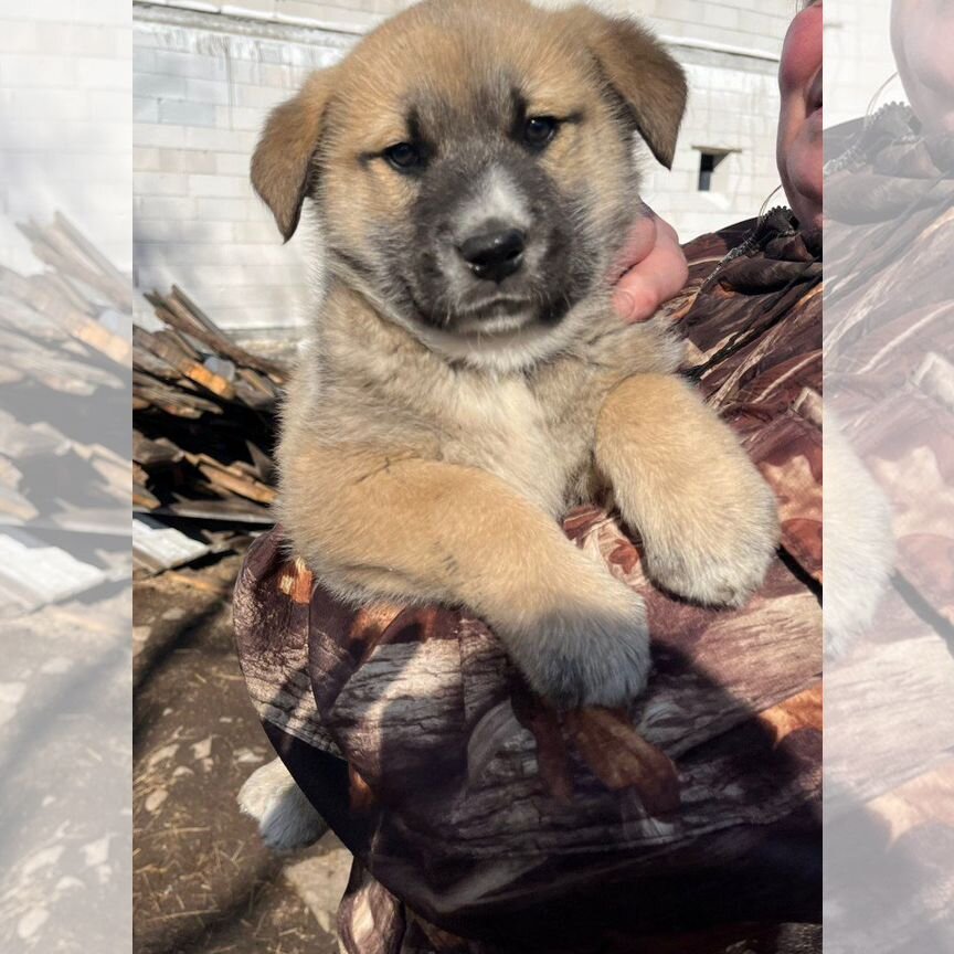 Щенок в добрые руки