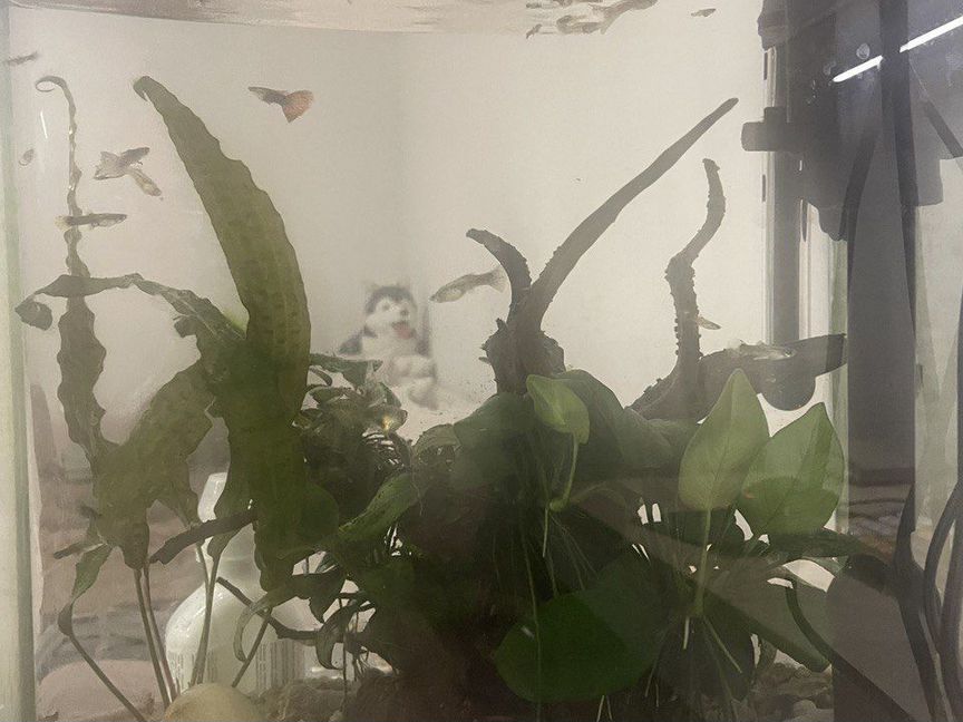 Аквариумные рыбки гуппи