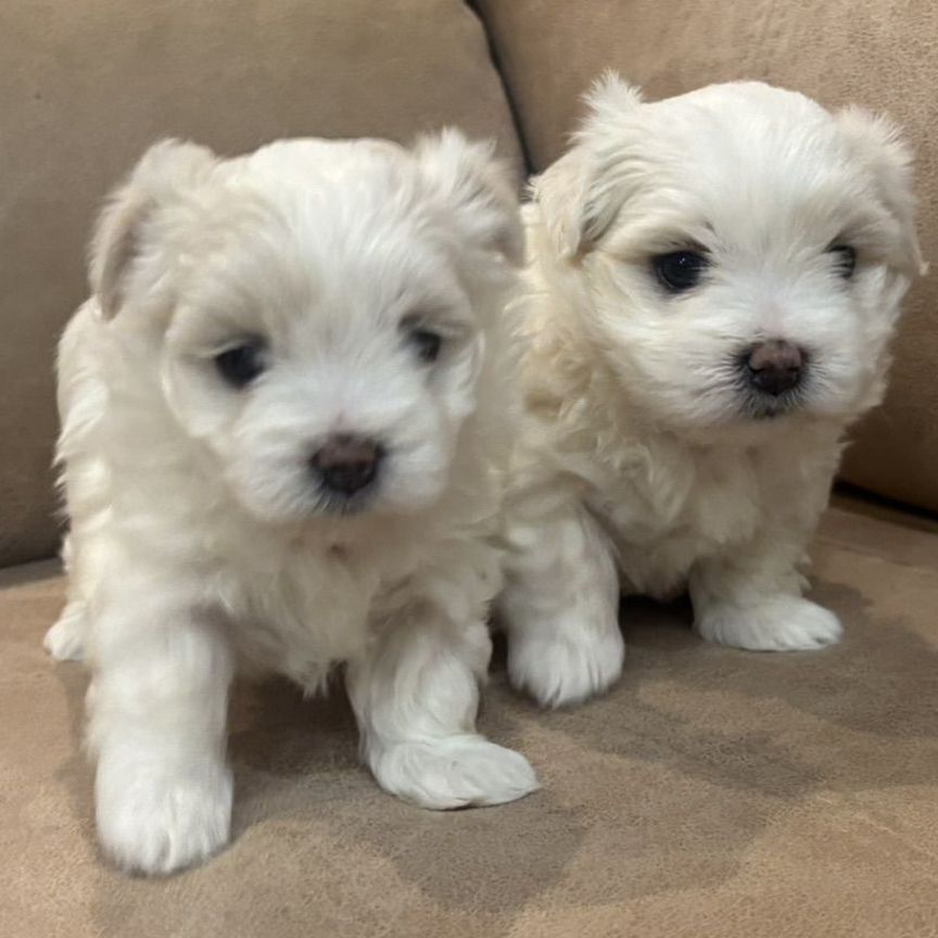 Мальтийская болонка, щенок