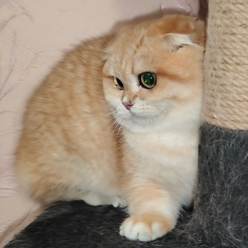 Шотландский вислоухий короткошёрстный котёнок