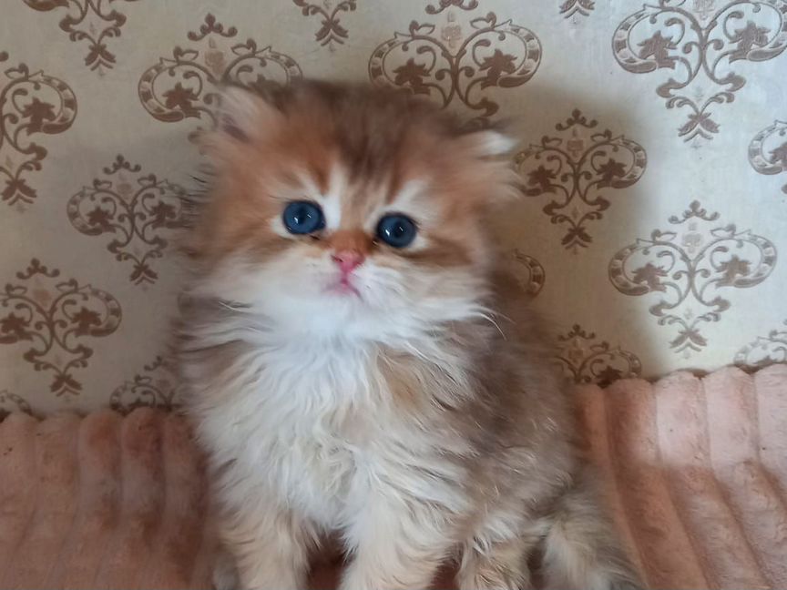 Золотые британчики Персик и Поньчик