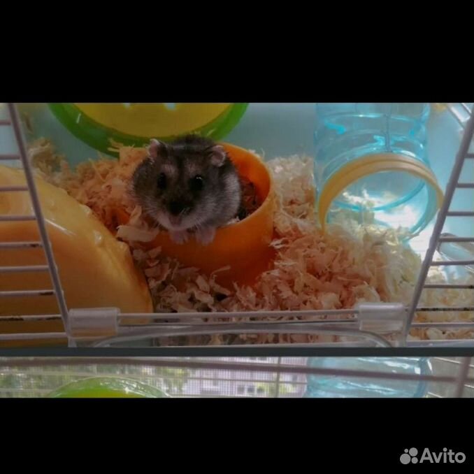Хомячок с клеткой читайте объявление