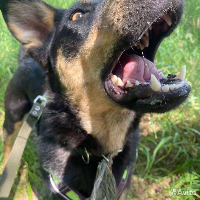 Самый позитивный пёс из приюта Ричард