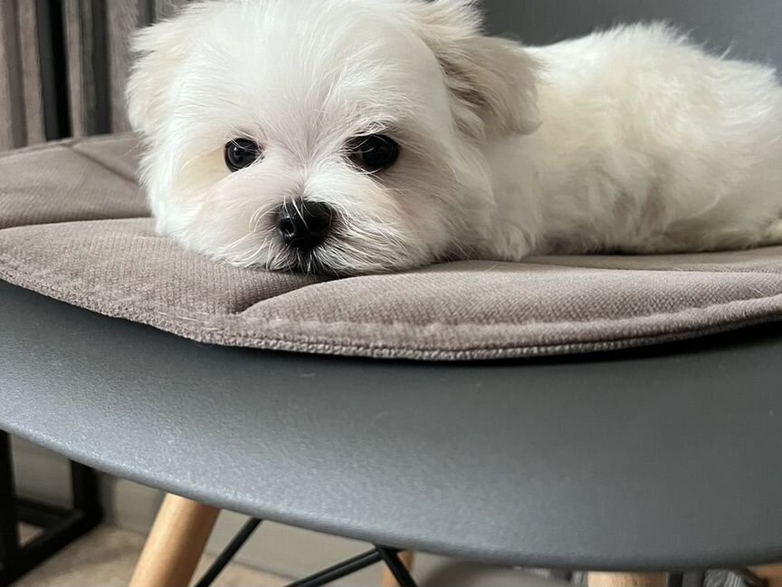 Мальтезе- мини