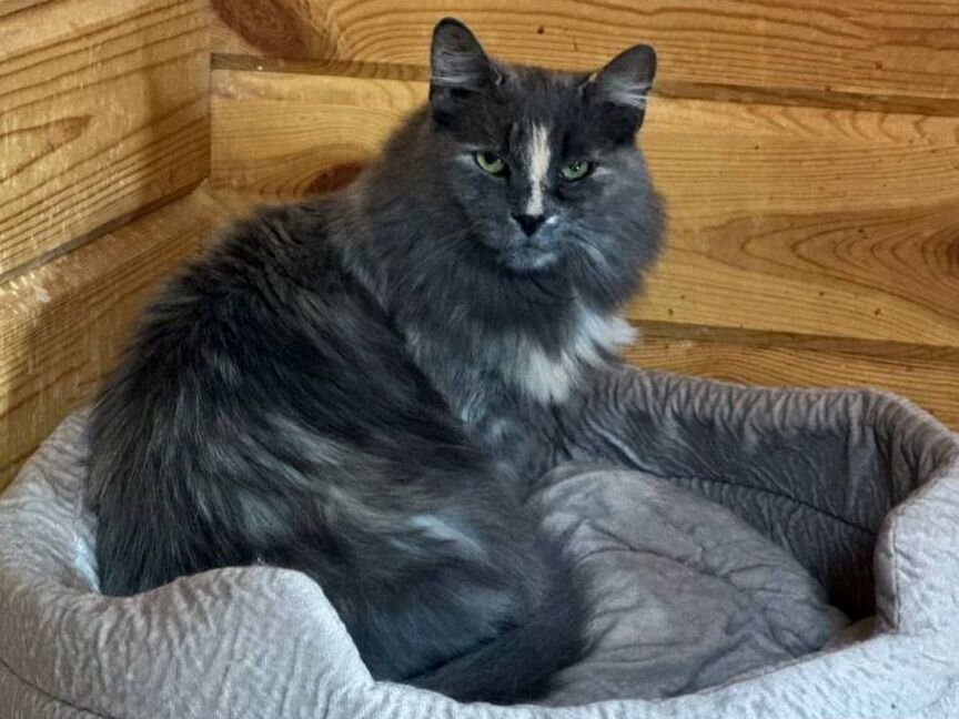 Кошечка ищет дом